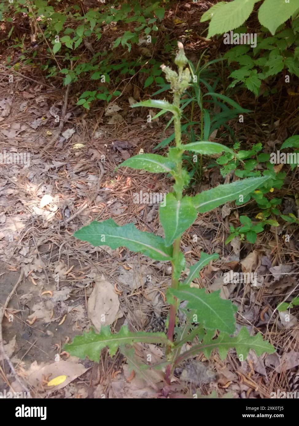 asters and allies (Astereae) Plantae Stock Photo - Alamy