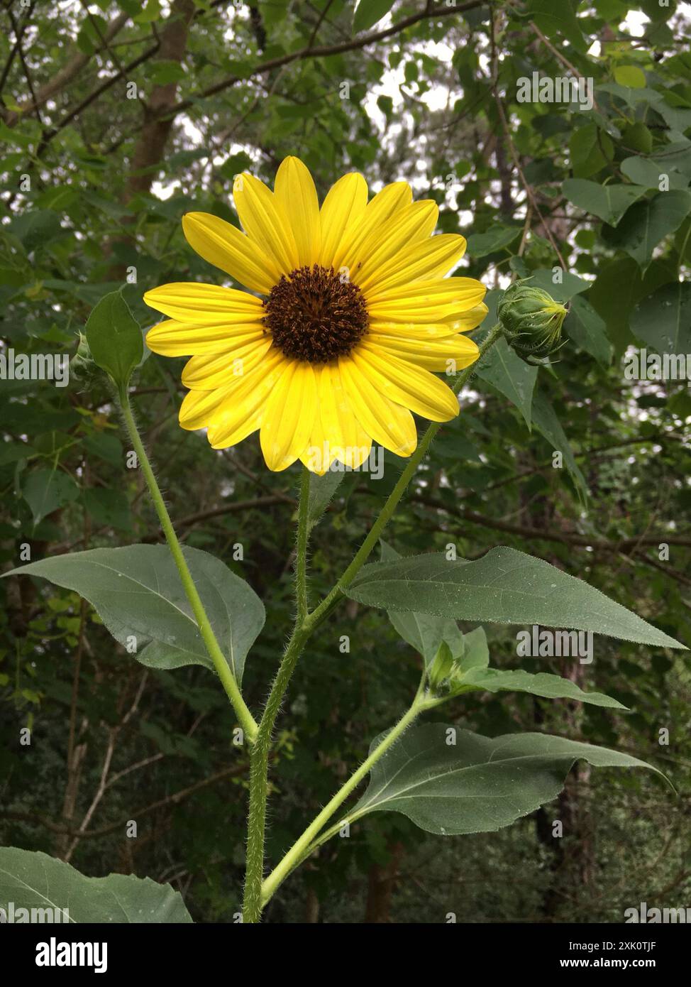 Common Sunflower (Helianthus annuus) Plantae Stock Photo - Alamy
