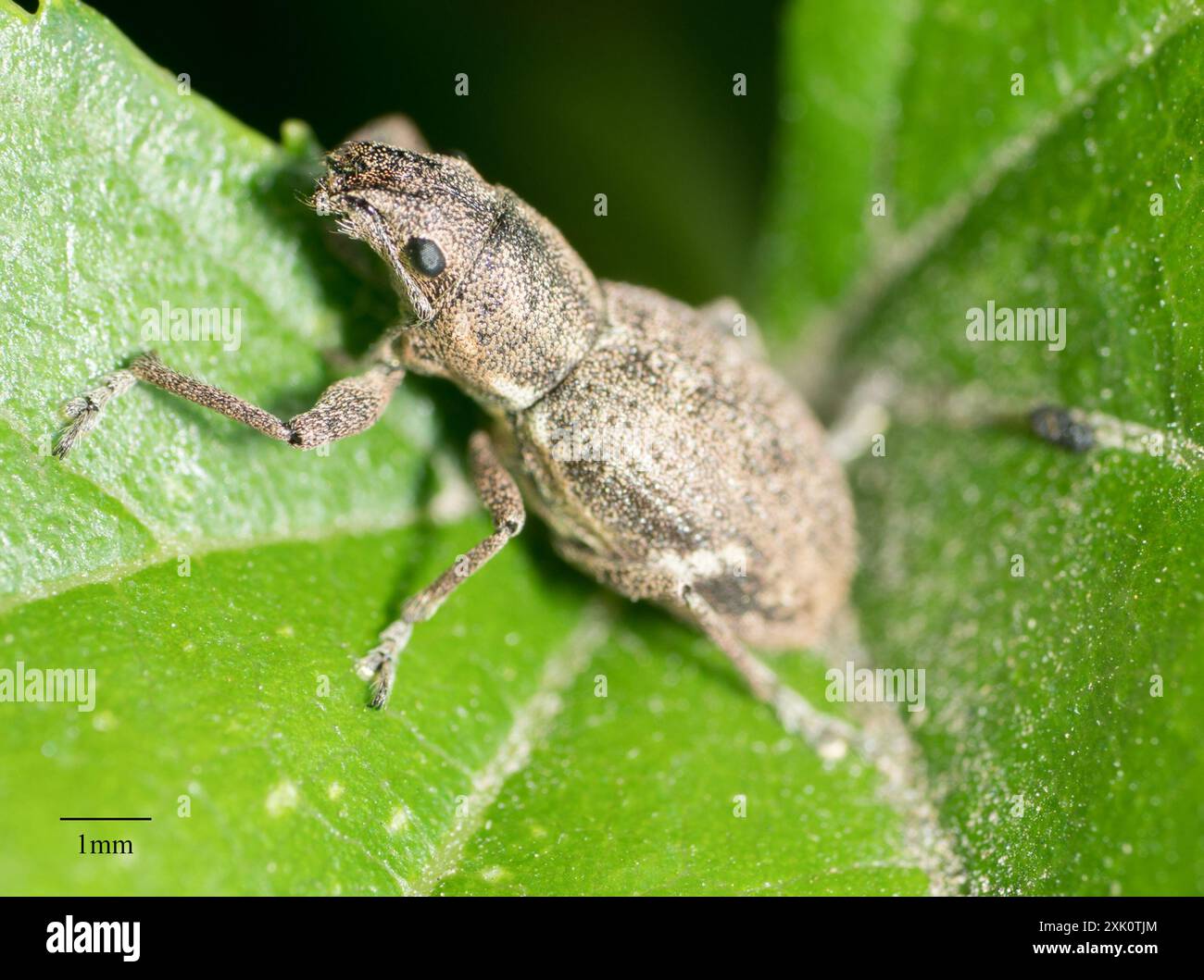 Fuller's rose weevil (Pantomorus cervinus) Insecta Stock Photo - Alamy