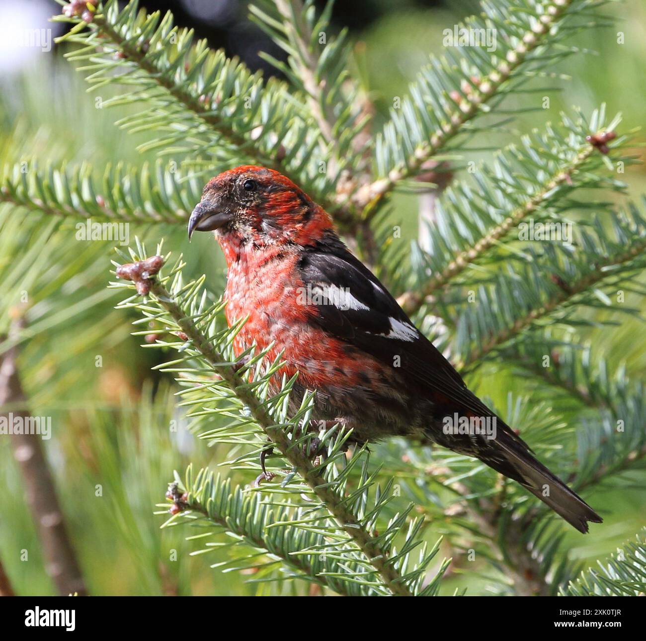 White-winged Crossbill (Loxia leucoptera) Aves Stock Photo - Alamy