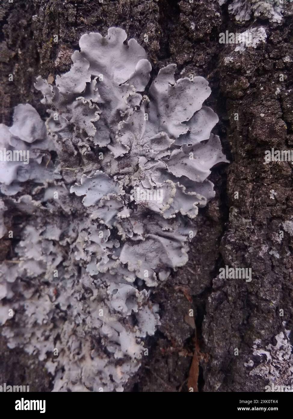 Ruffle Lichens (Parmotrema) Fungi Stock Photo - Alamy