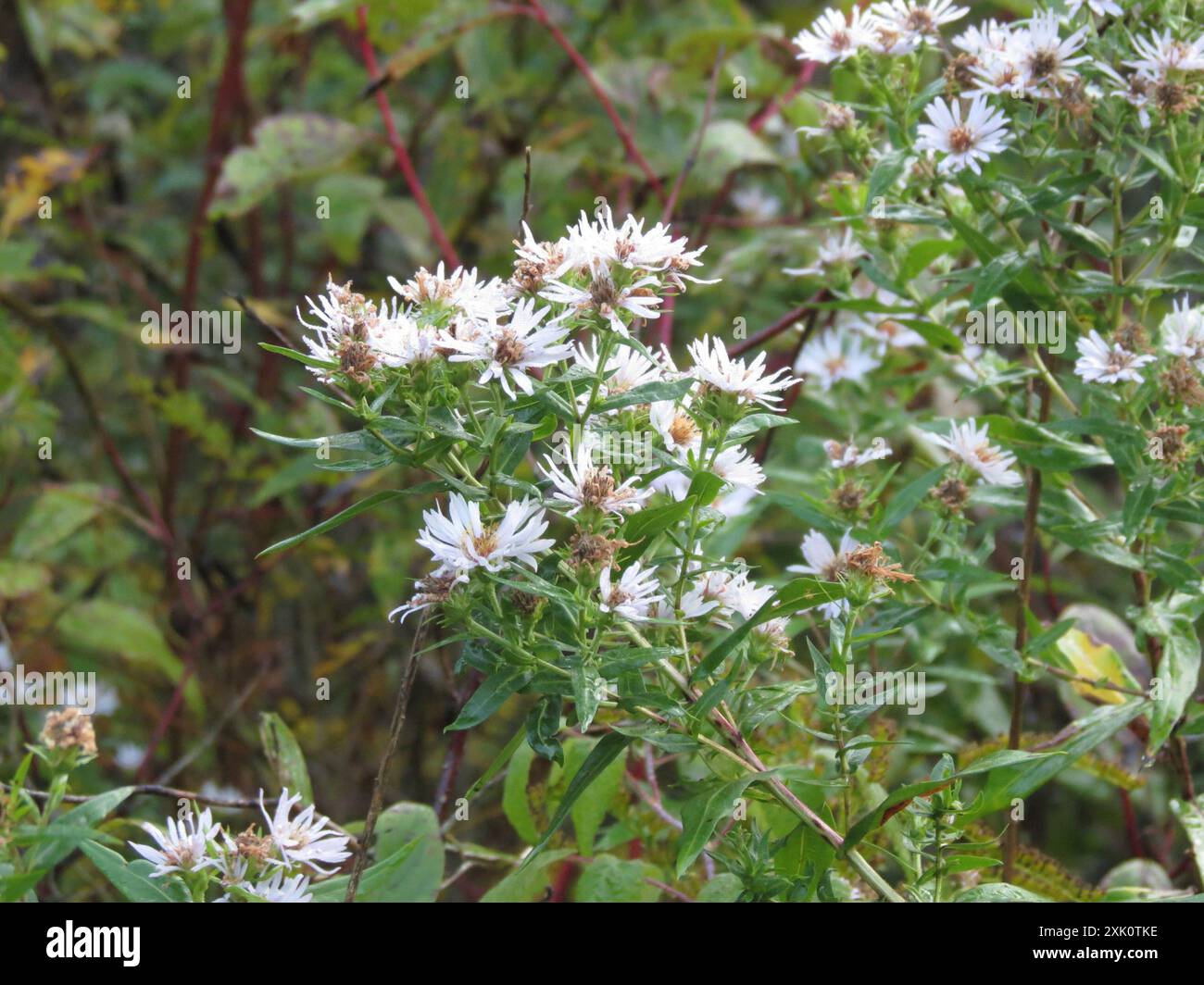 shining aster (Symphyotrichum firmum) Plantae Stock Photo - Alamy