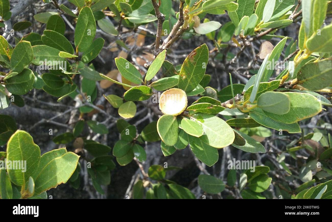 huckleberry oak (Quercus vacciniifolia) Plantae Stock Photo - Alamy