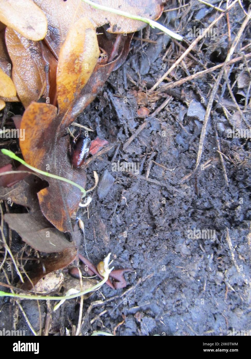 Western Wood Cockroach (Parcoblatta americana) Insecta Stock Photo - Alamy