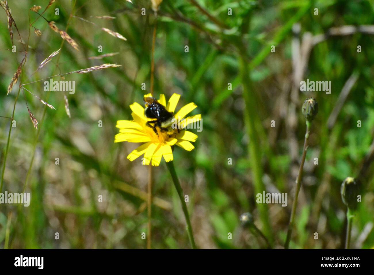 Yellow-faced Bumble Bee (Bombus vosnesenskii) Insecta Stock Photo - Alamy