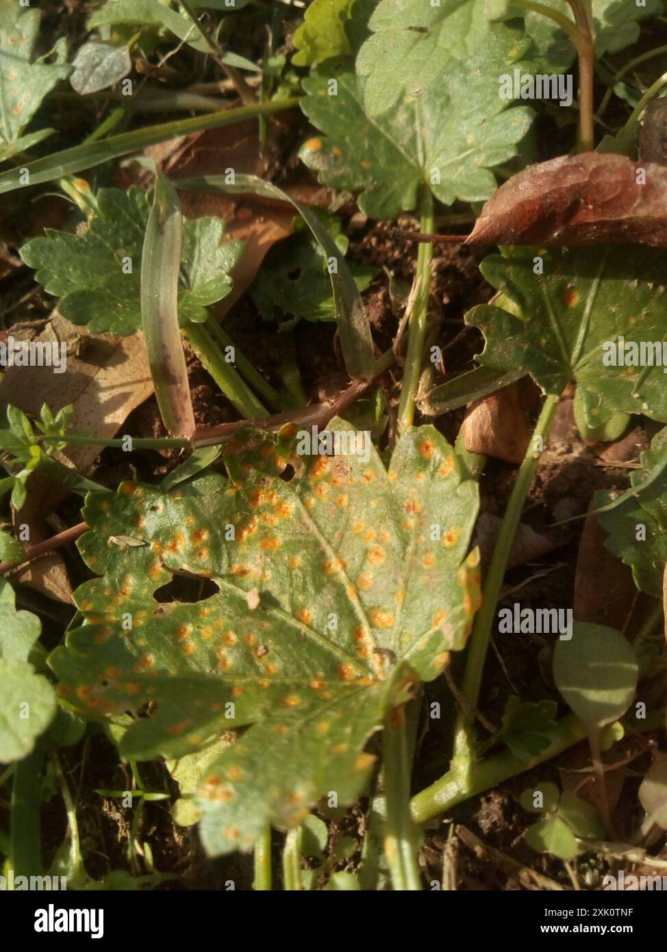 rust fungi (Pucciniales) Fungi Stock Photo - Alamy