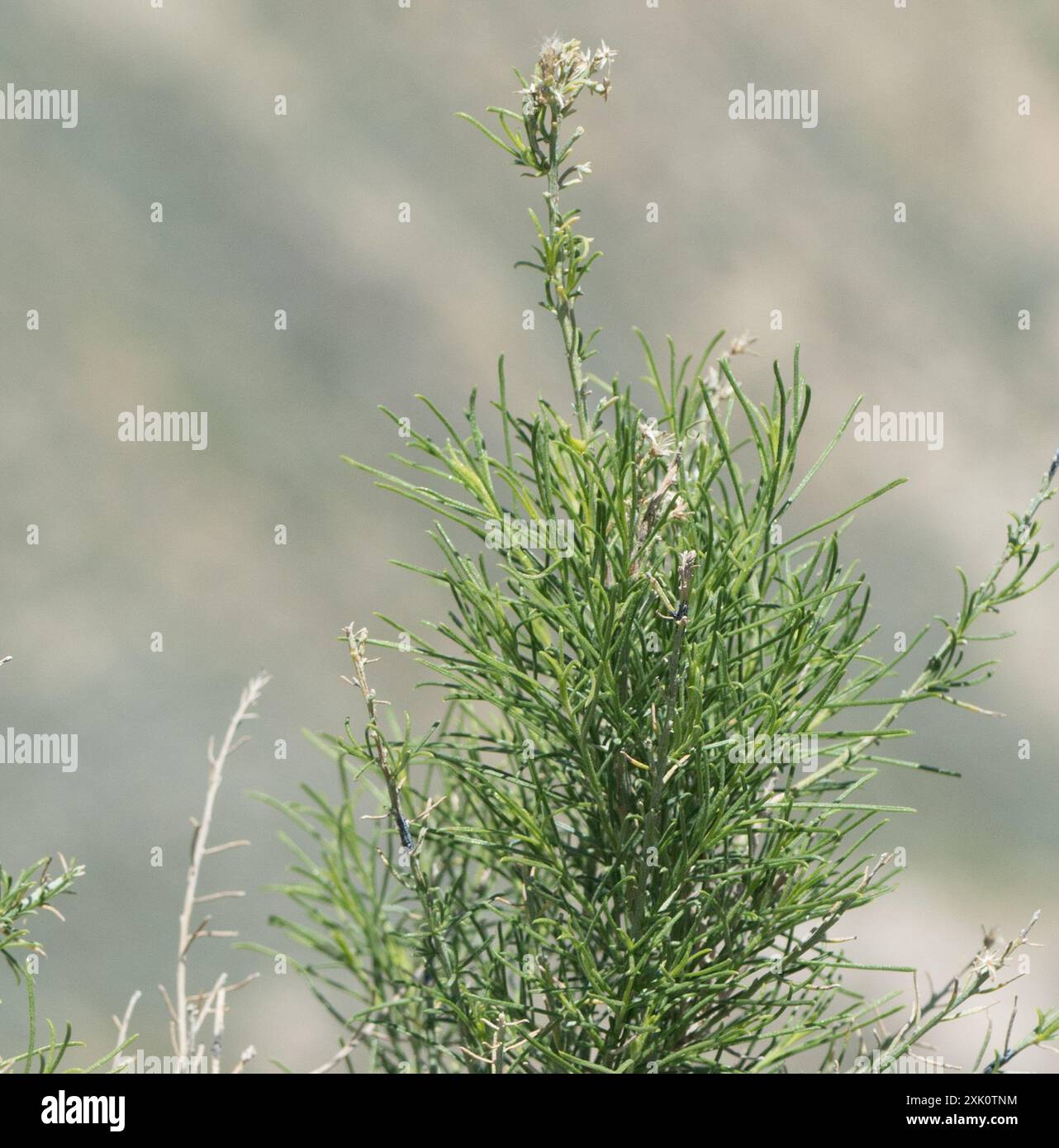 Black-banded Rabbitbrush (Ericameria paniculata) Plantae Stock Photo ...
