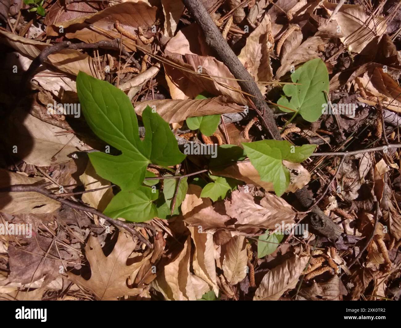 Three-lobe Violet (Viola triloba) Plantae Stock Photo - Alamy