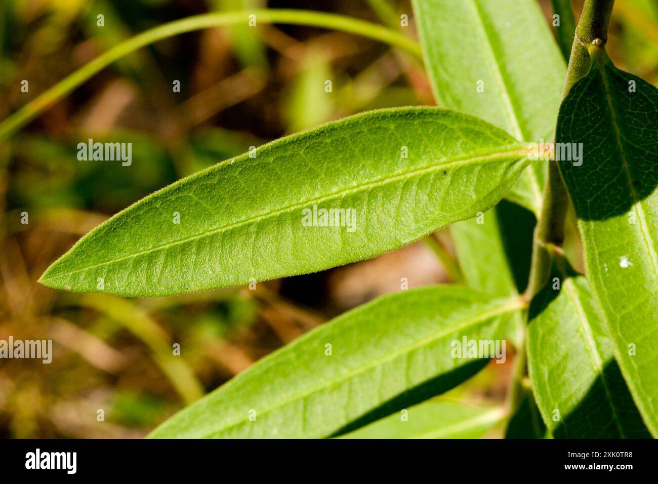 green comet milkweed (Asclepias viridiflora) Plantae Stock Photo - Alamy