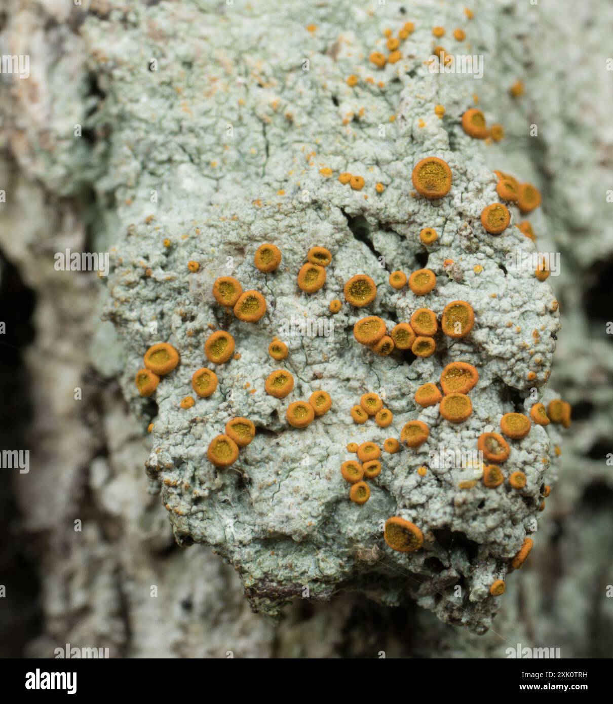 common lichens (Lecanoromycetes) Fungi Stock Photo - Alamy