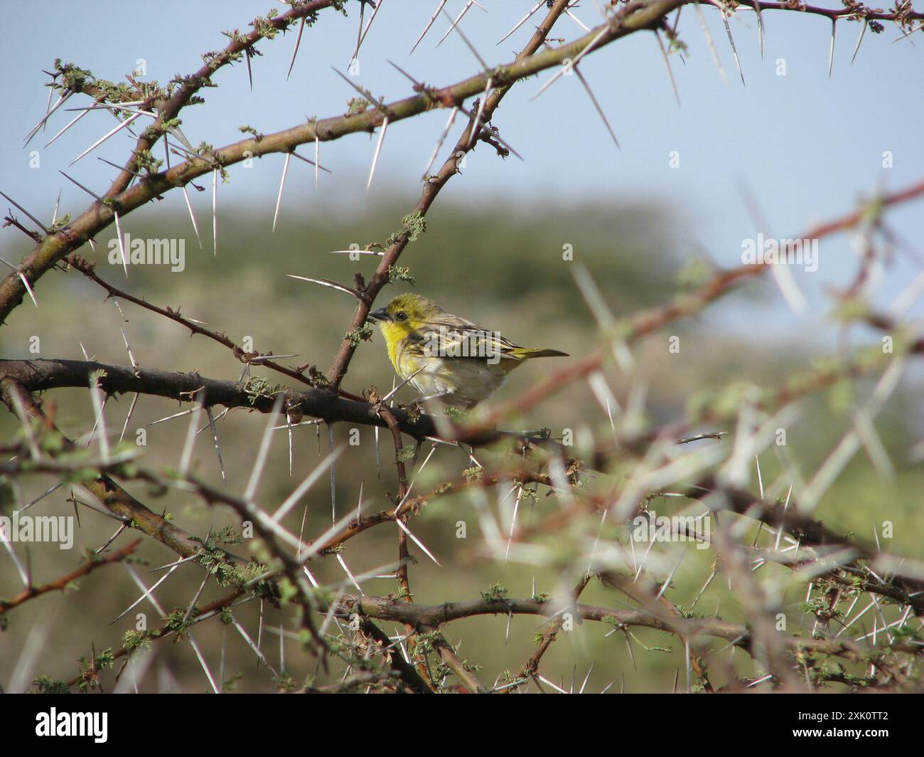 Ploceus luteolus hi-res stock photography and images - Alamy