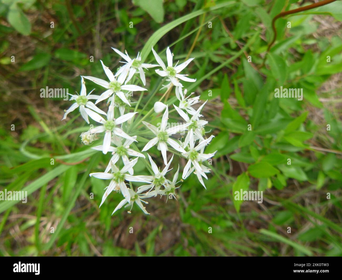 Striped Garlic (Allium cuthbertii) Plantae Stock Photo - Alamy