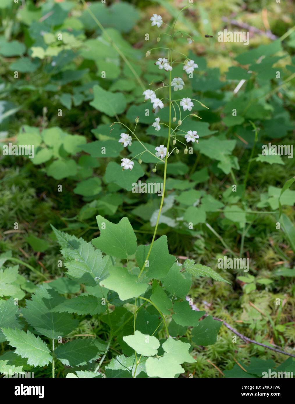 White Inside-out Flower (Vancouveria hexandra) Plantae Stock Photo - Alamy