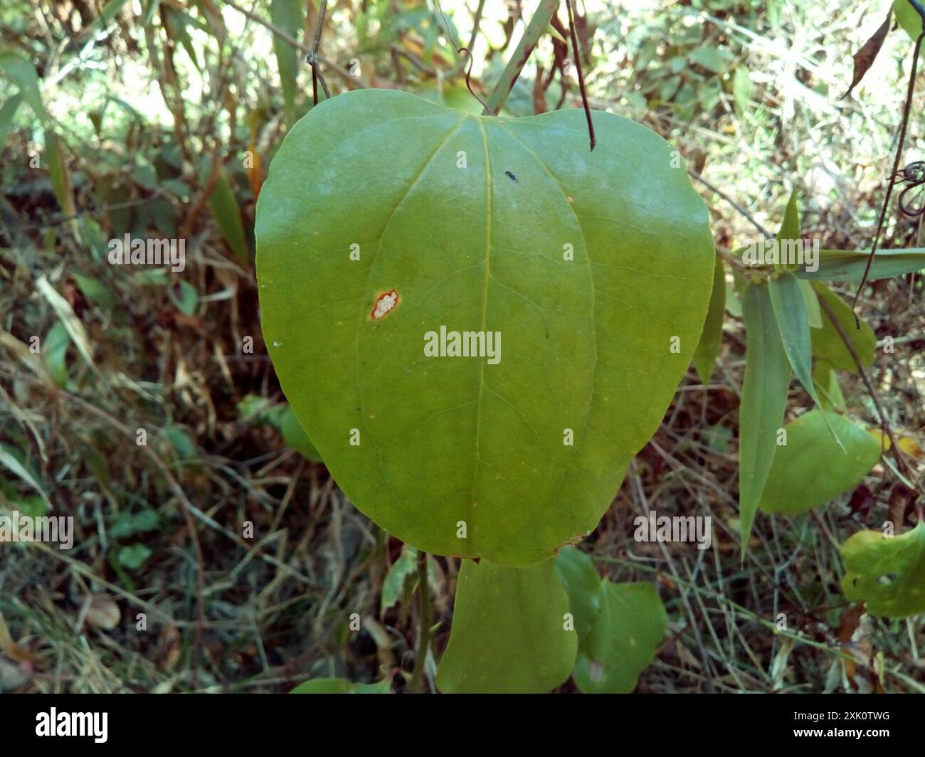 roundleaf greenbrier (Smilax rotundifolia) Plantae Stock Photo - Alamy