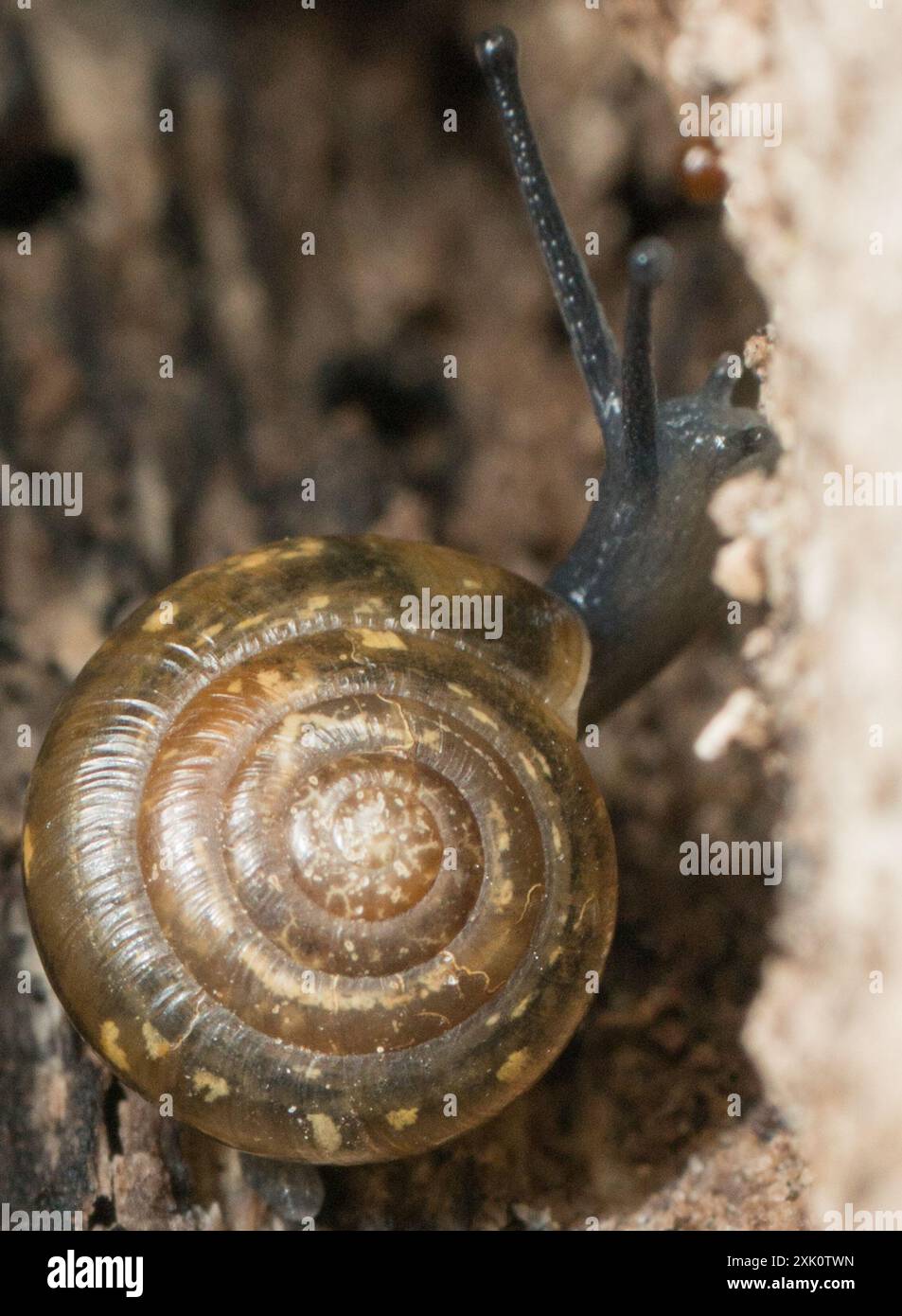 Common Land Snails and Slugs (Stylommatophora) Mollusca Stock Photo - Alamy