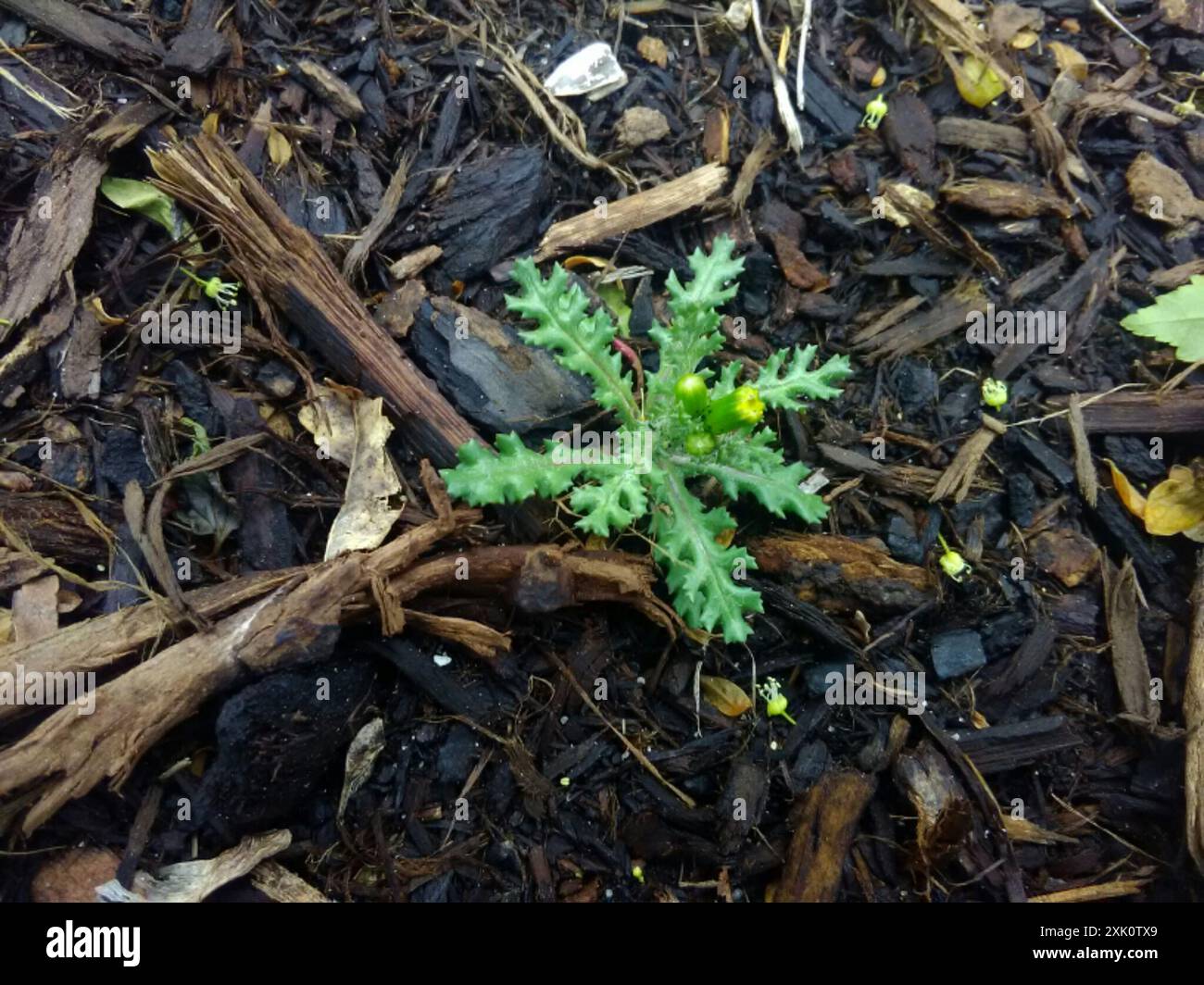 common groundsel (Senecio vulgaris) Plantae Stock Photo - Alamy