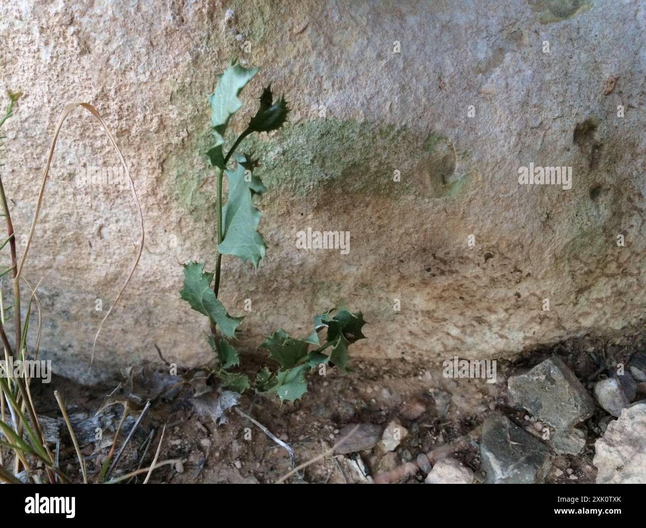 dwarf desert peony (Acourtia nana) Plantae Stock Photo - Alamy