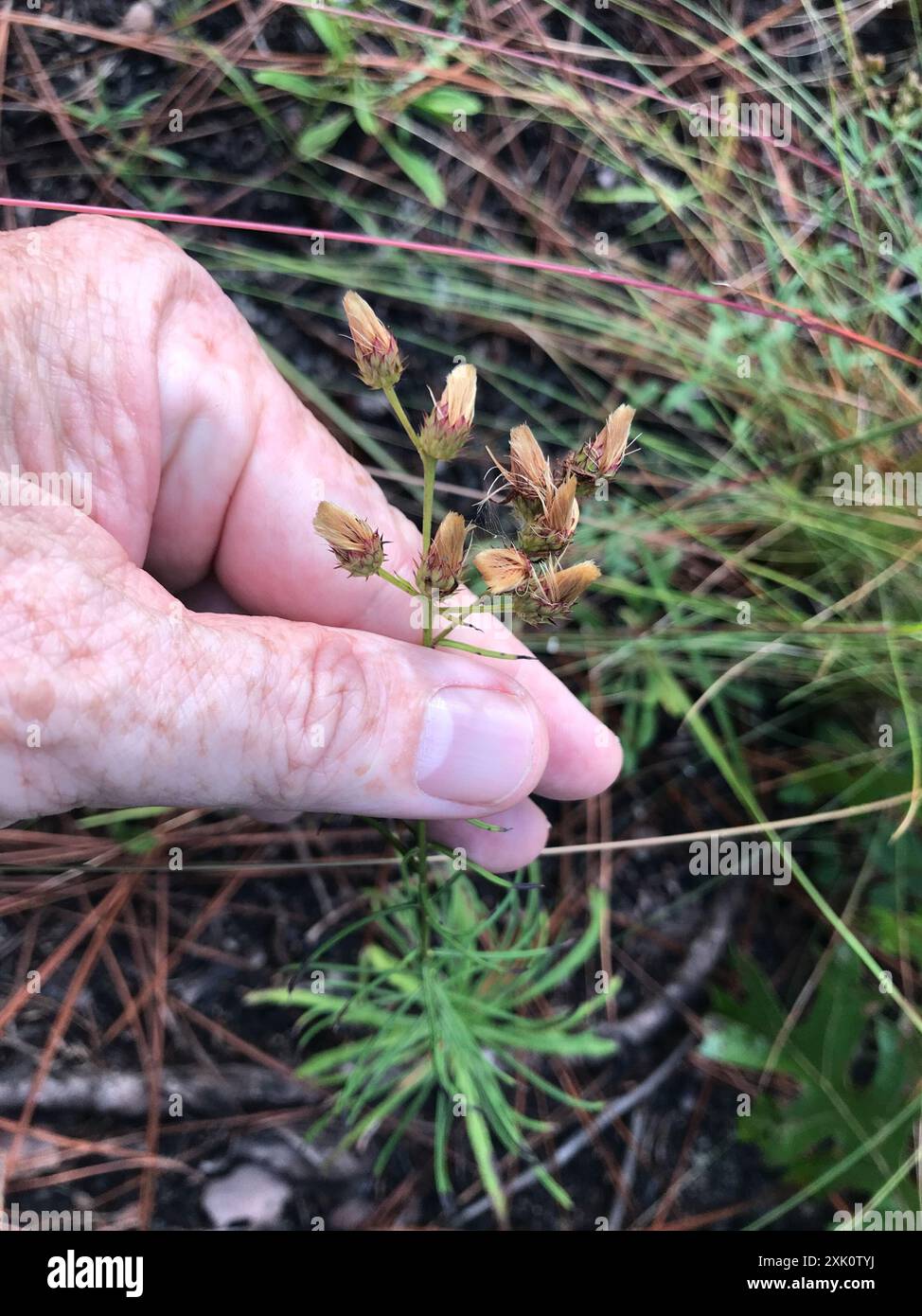 Narrow Leaf Ironweed (Vernonia angustifolia) Plantae Stock Photo - Alamy