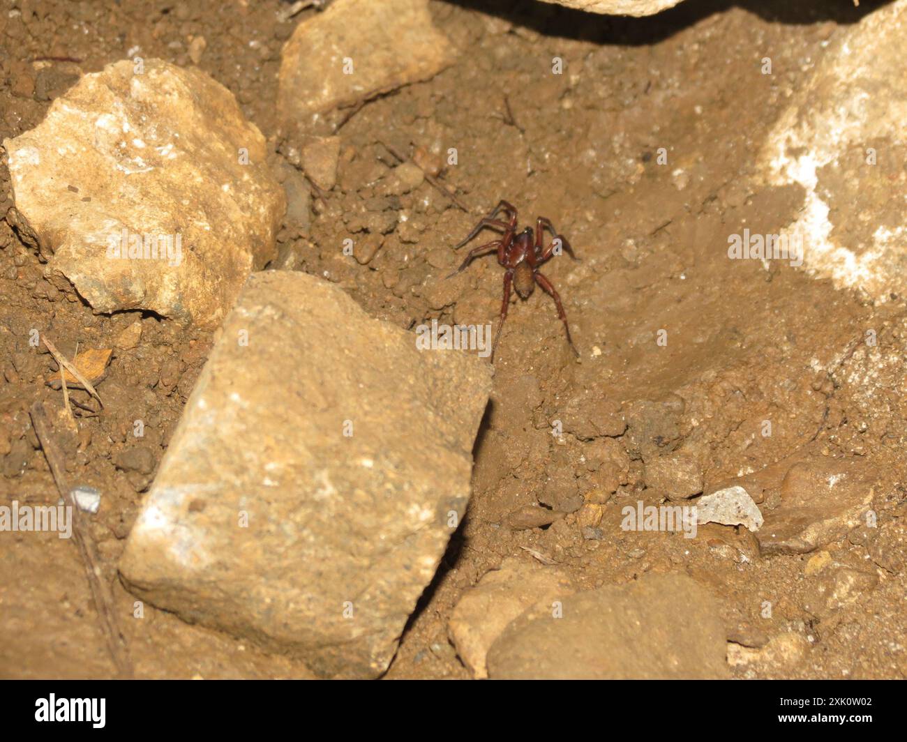 Spiders (Araneae) Arachnida Stock Photo - Alamy
