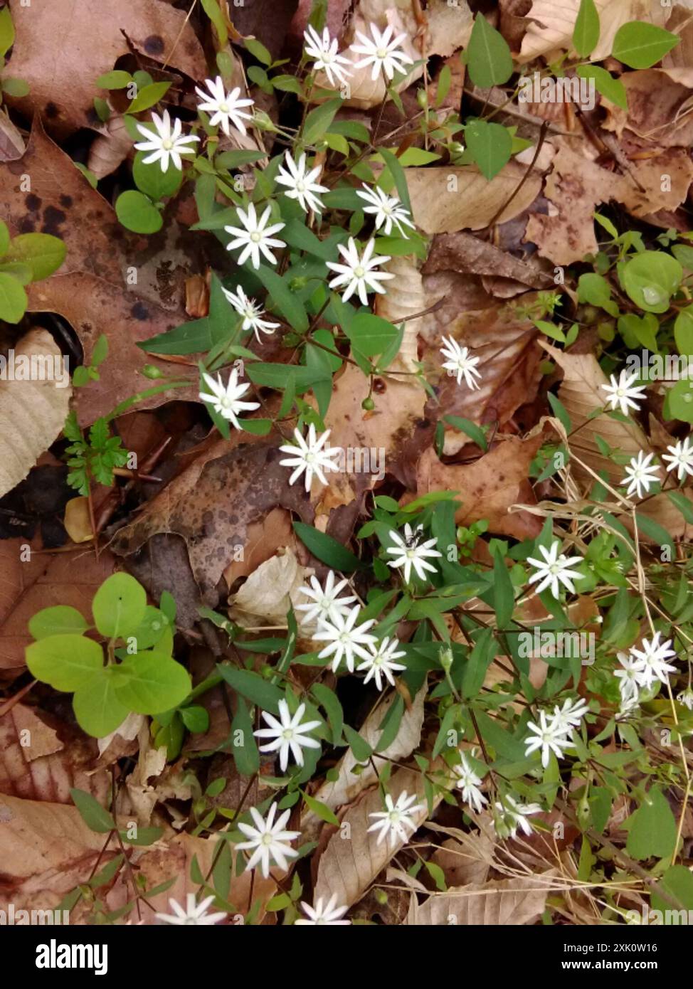star chickweed (Stellaria pubera) Plantae Stock Photo - Alamy