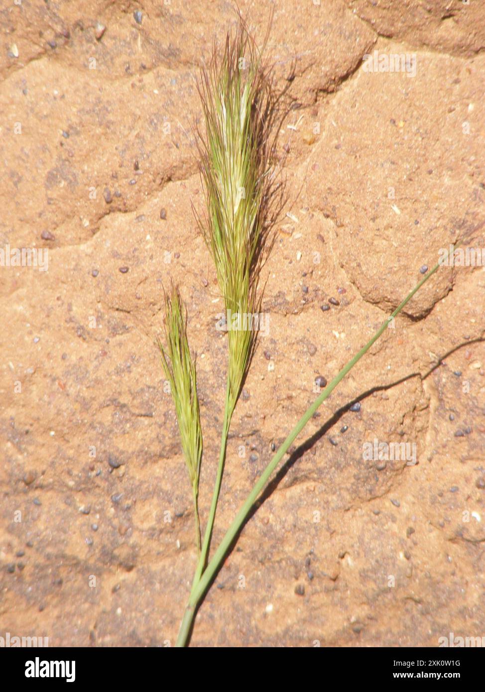 Cat's-Tail Three-Awned Grass (Aristida congesta congesta) Plantae Stock ...