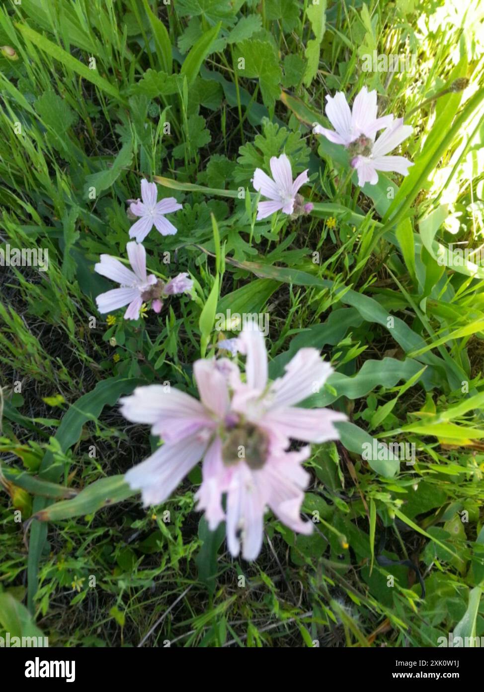 checkerbloom (Sidalcea malviflora) Plantae Stock Photo - Alamy