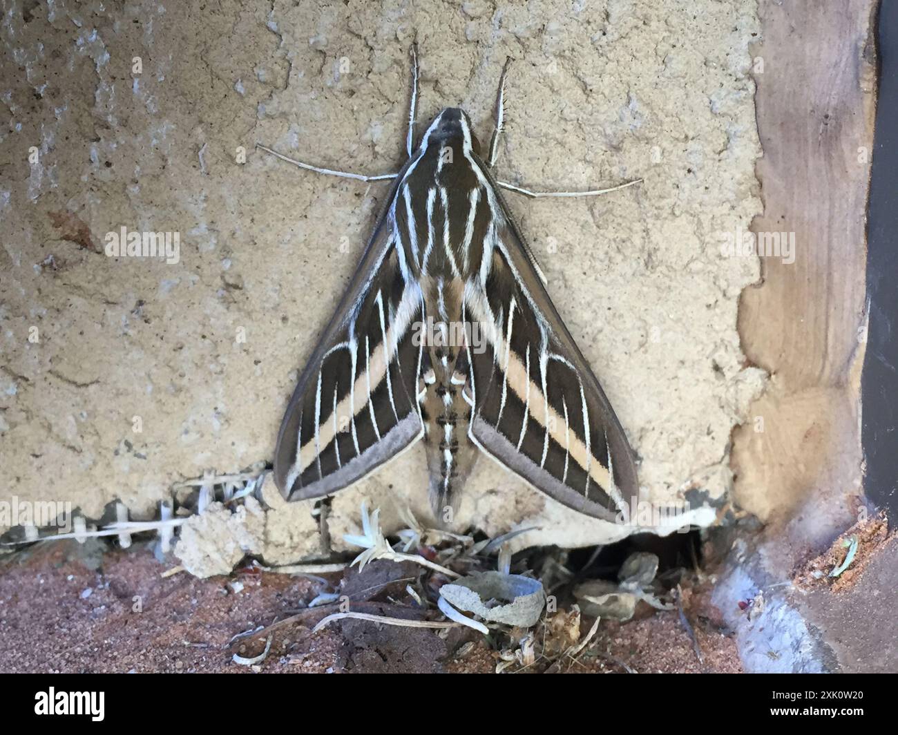 White-lined Sphinx (Hyles lineata) Insecta Stock Photo - Alamy