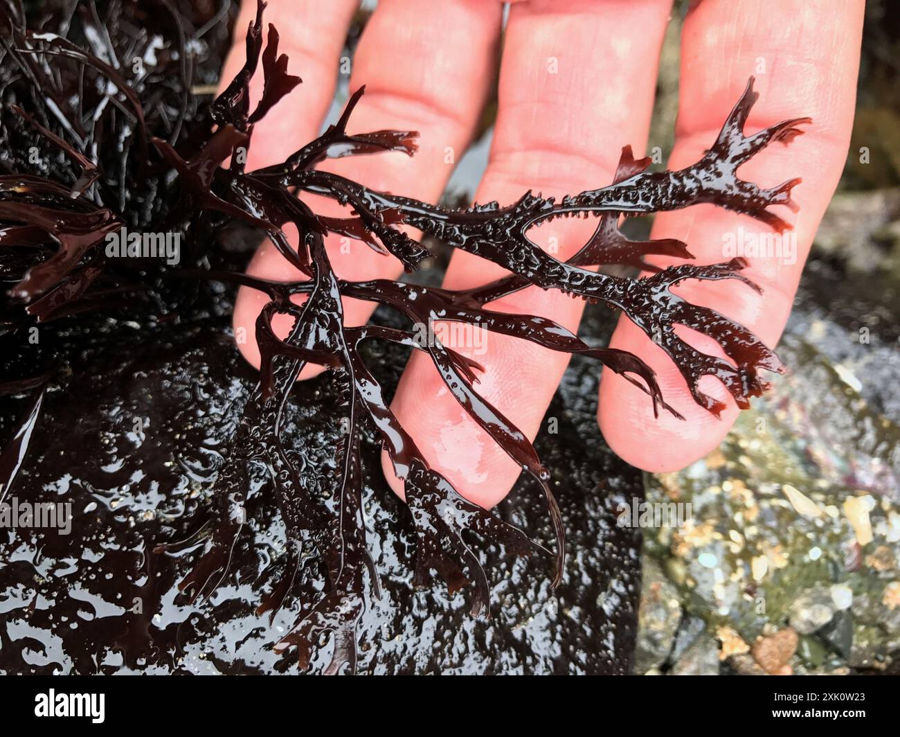 encrusting red algae (Mastocarpus) Plantae Stock Photo - Alamy
