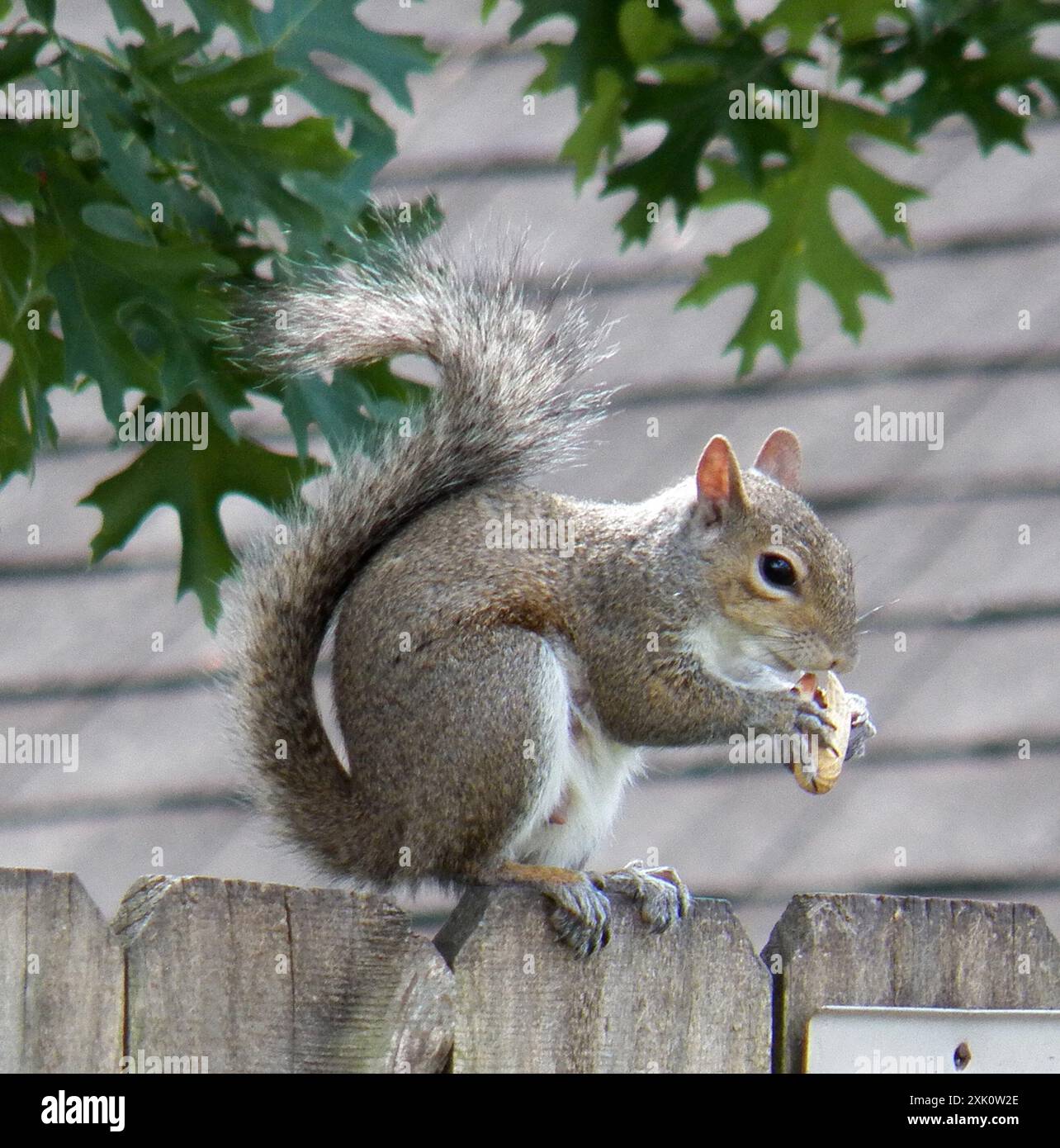 Eastern Gray Squirrel (Sciurus carolinensis) Mammalia Stock Photo - Alamy