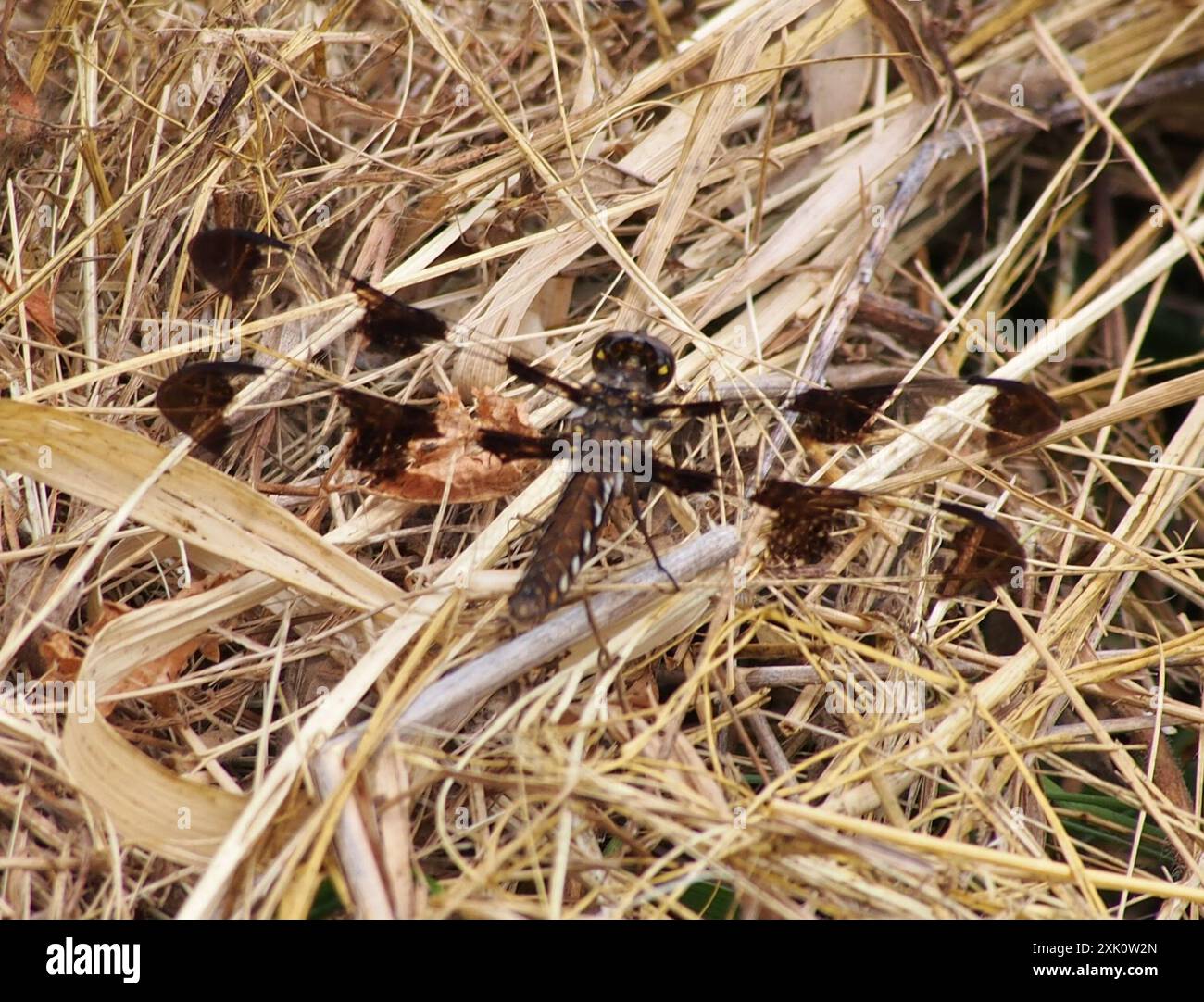 Common Whitetail (Plathemis lydia) Insecta Stock Photo - Alamy