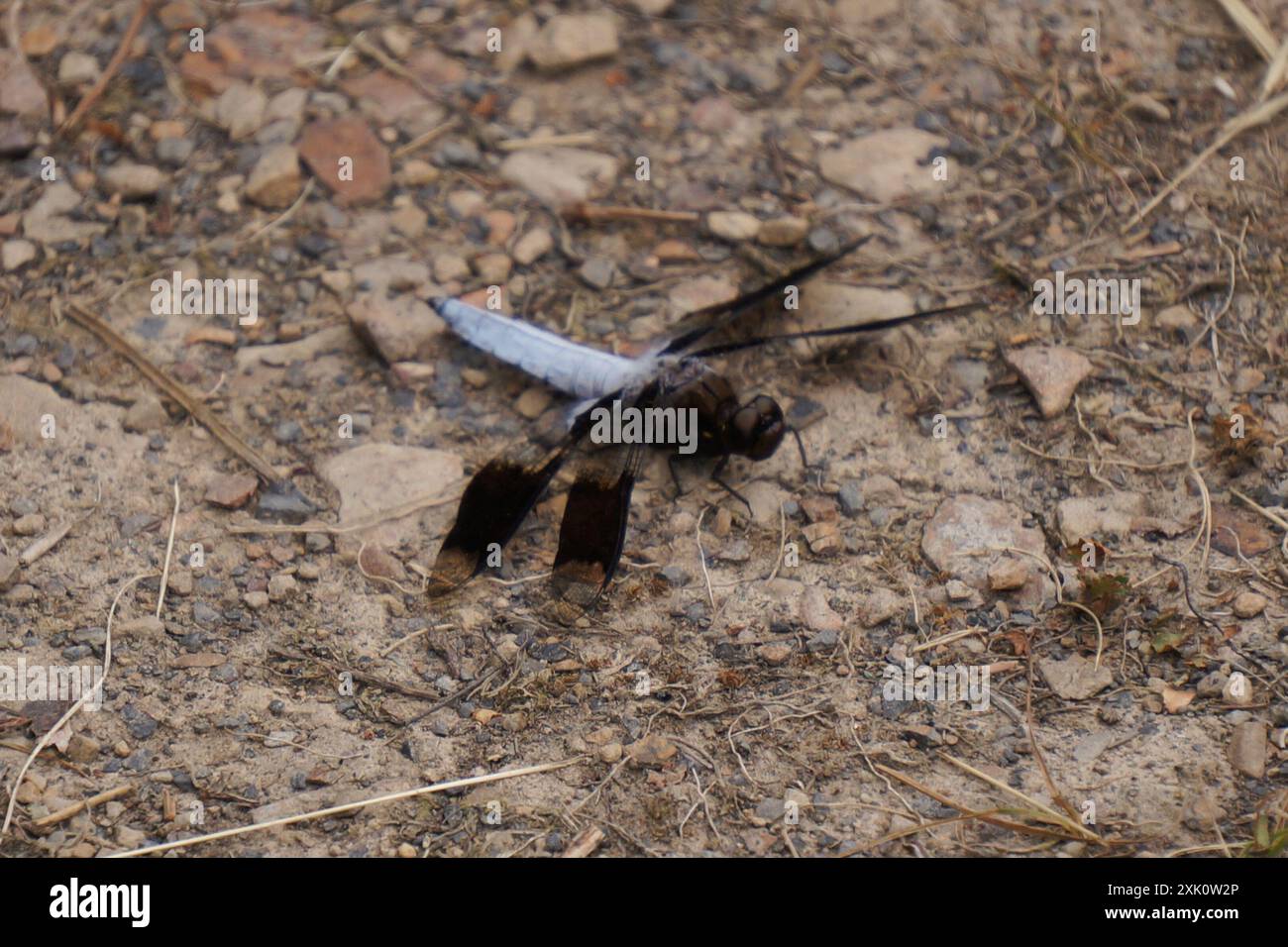 Common Whitetail (Plathemis lydia) Insecta Stock Photo - Alamy