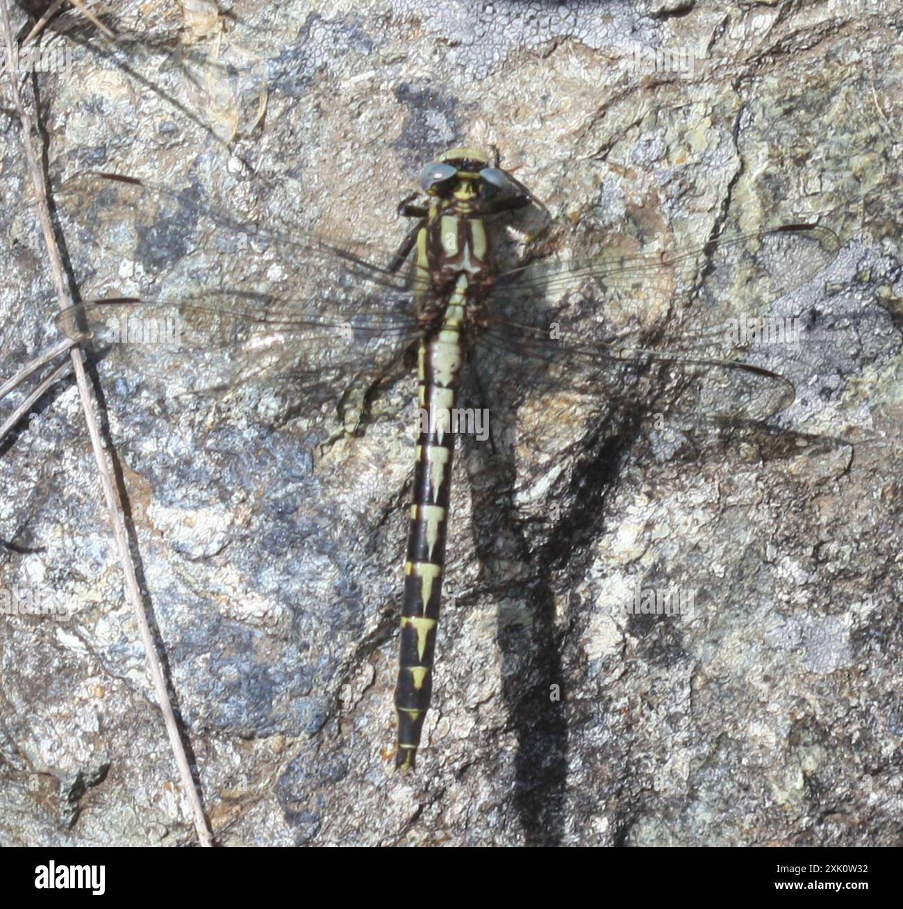 Pacific Clubtail (Phanogomphus kurilis) Insecta Stock Photo - Alamy