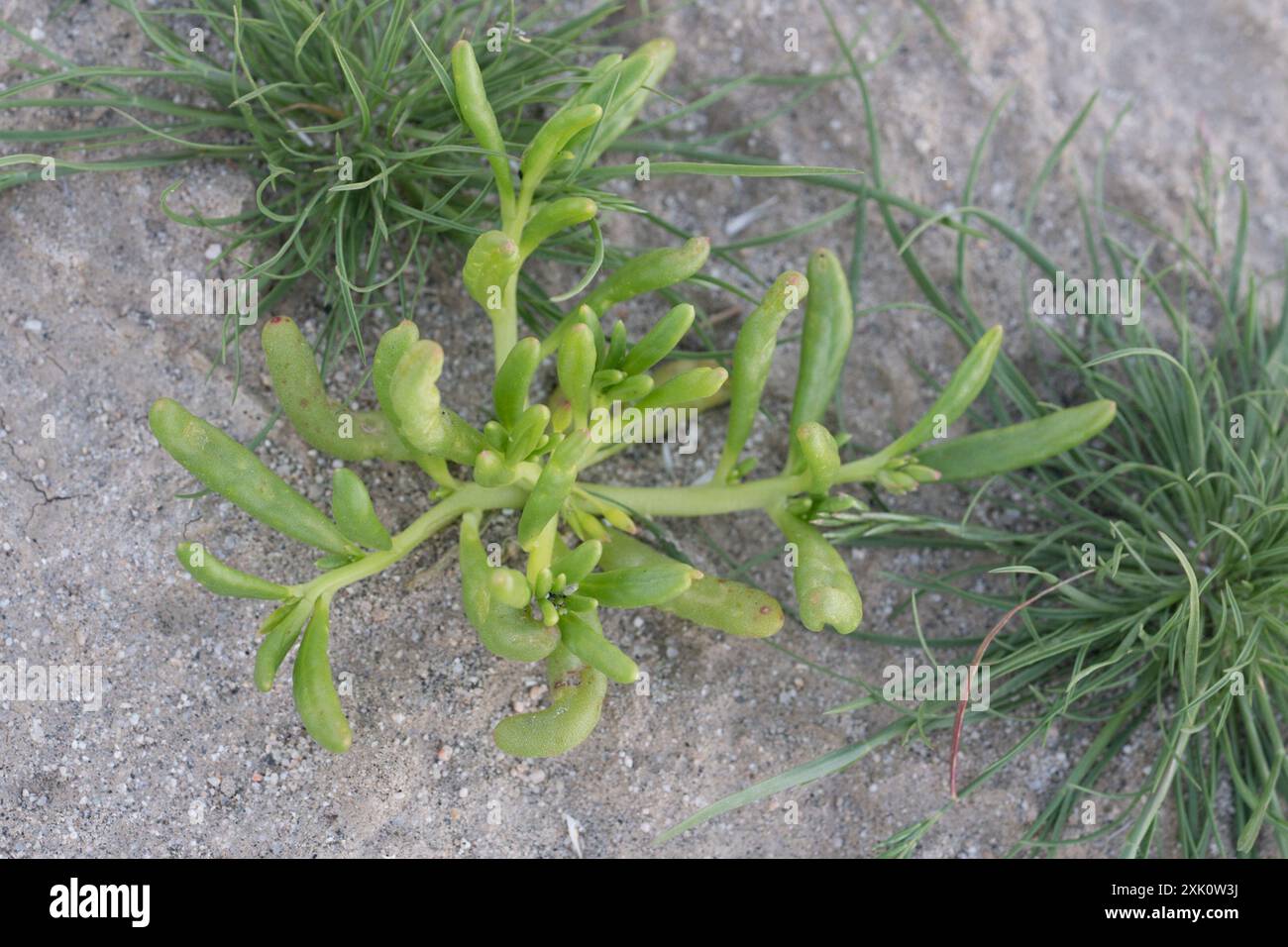 desert rockpurslane (Cistanthe ambigua) Plantae Stock Photo - Alamy