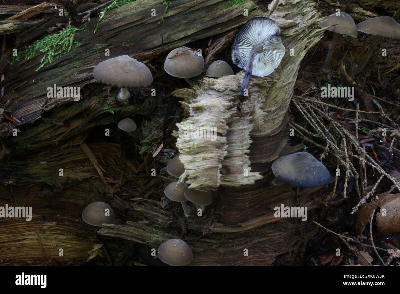 (Hydropus fuliginarius) Fungi Stock Photo - Alamy