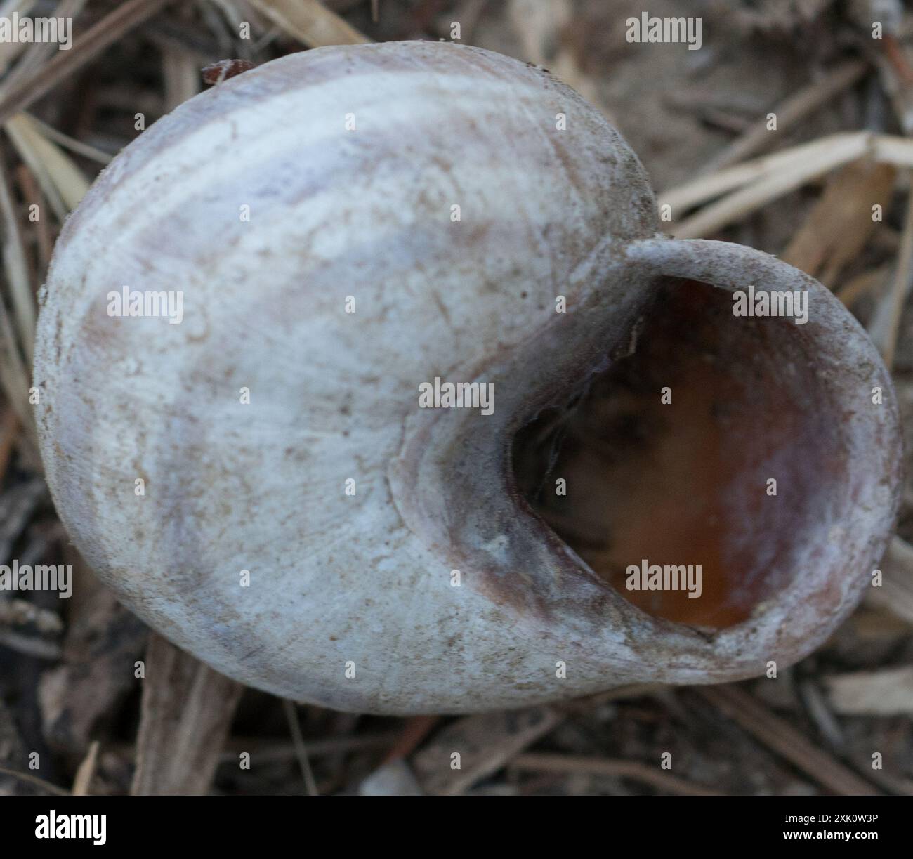 Milk Snail (Otala lactea) Mollusca Stock Photo - Alamy