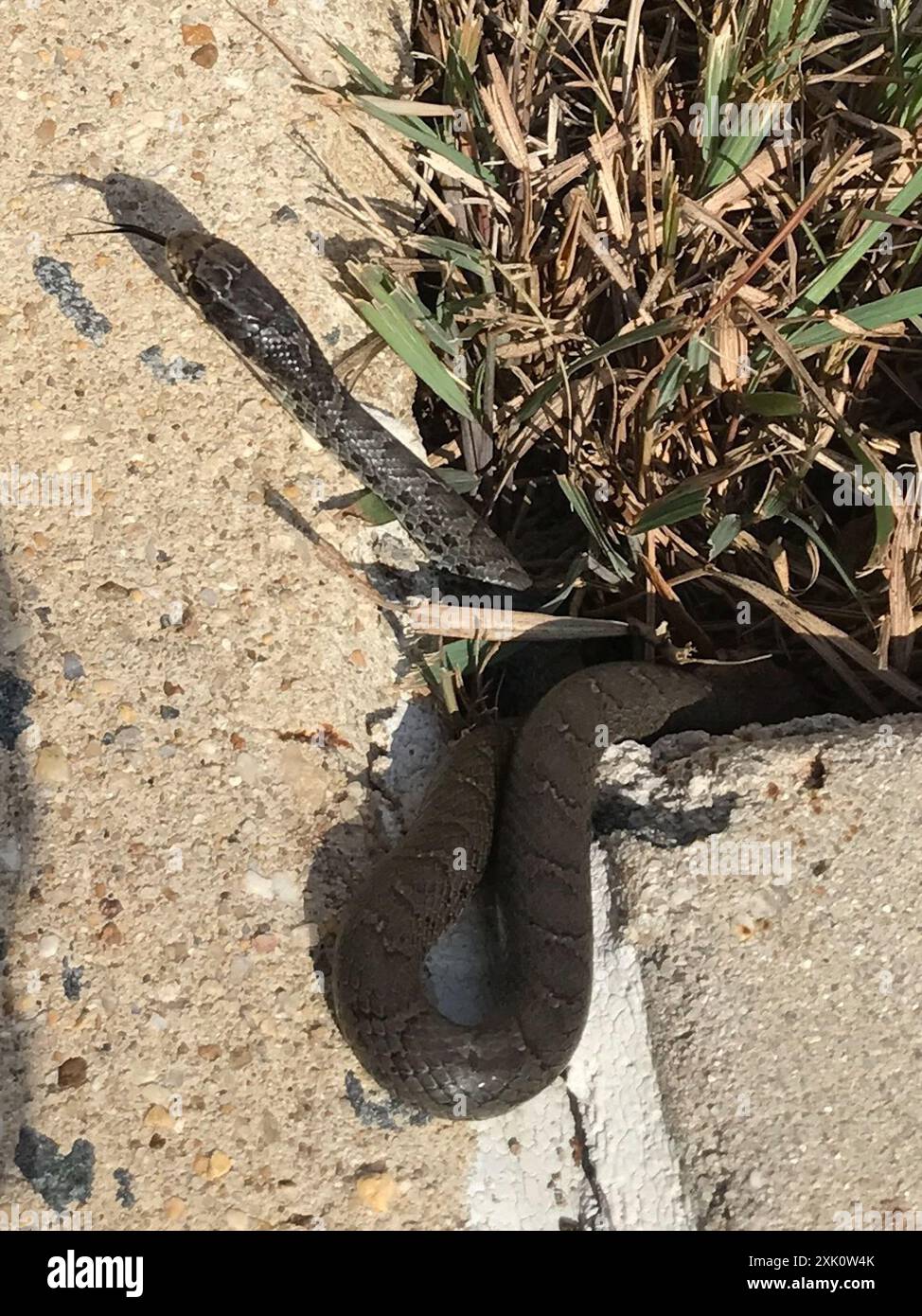 Northern Black Racer (Coluber constrictor constrictor) Reptilia Stock ...