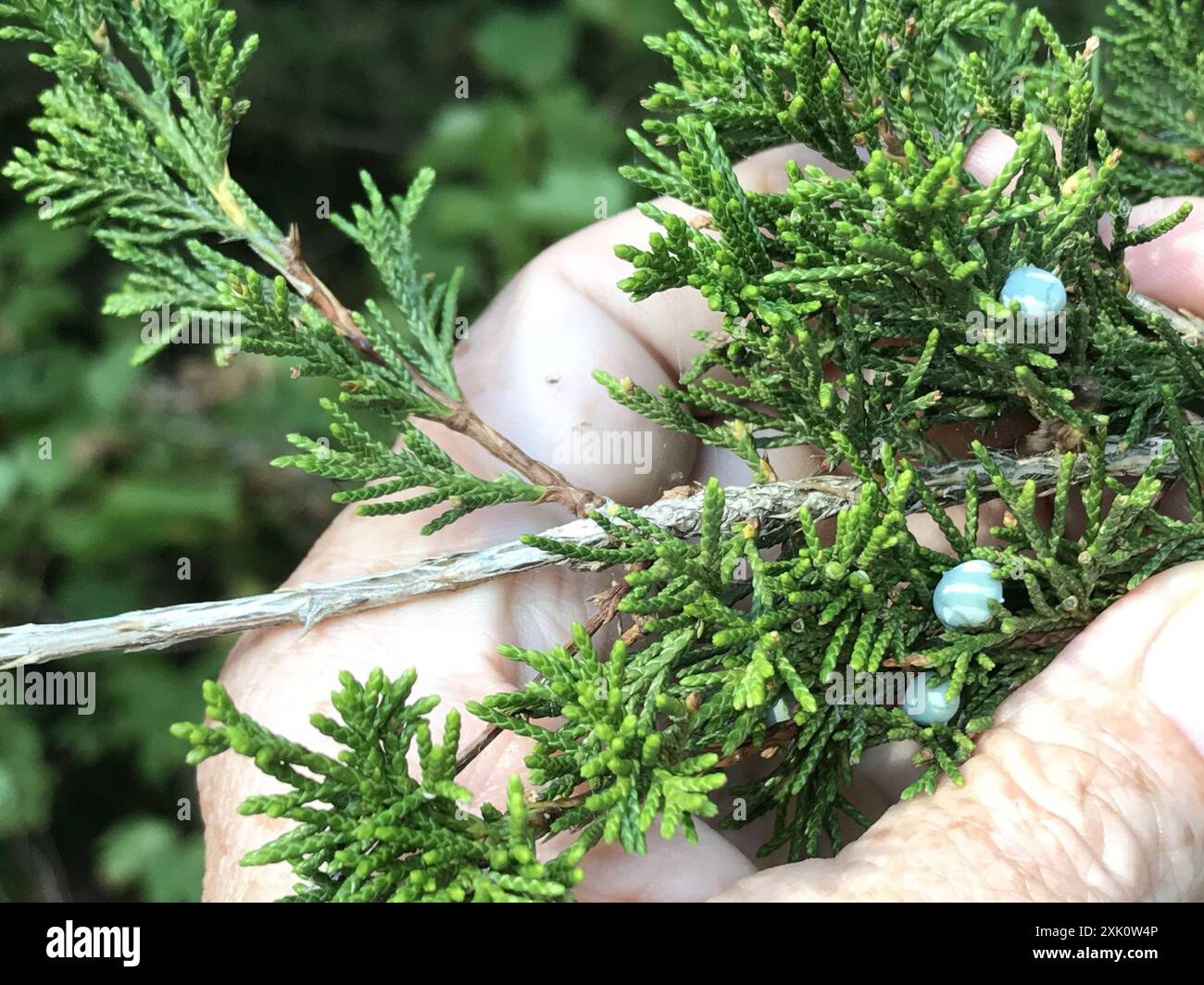 eastern redcedar (Juniperus virginiana) Plantae Stock Photo - Alamy
