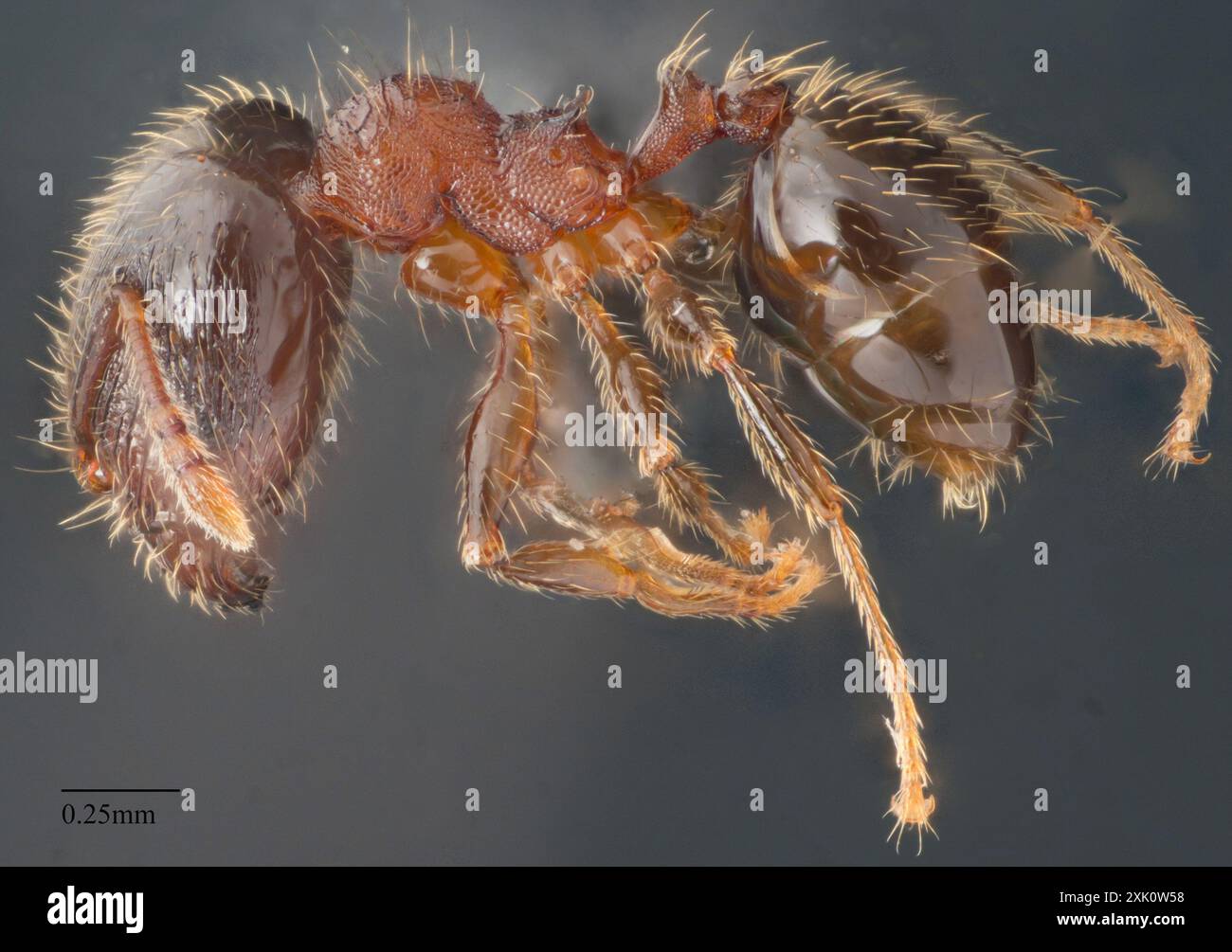 Big-headed Ants (Pheidole) Insecta Stock Photo - Alamy