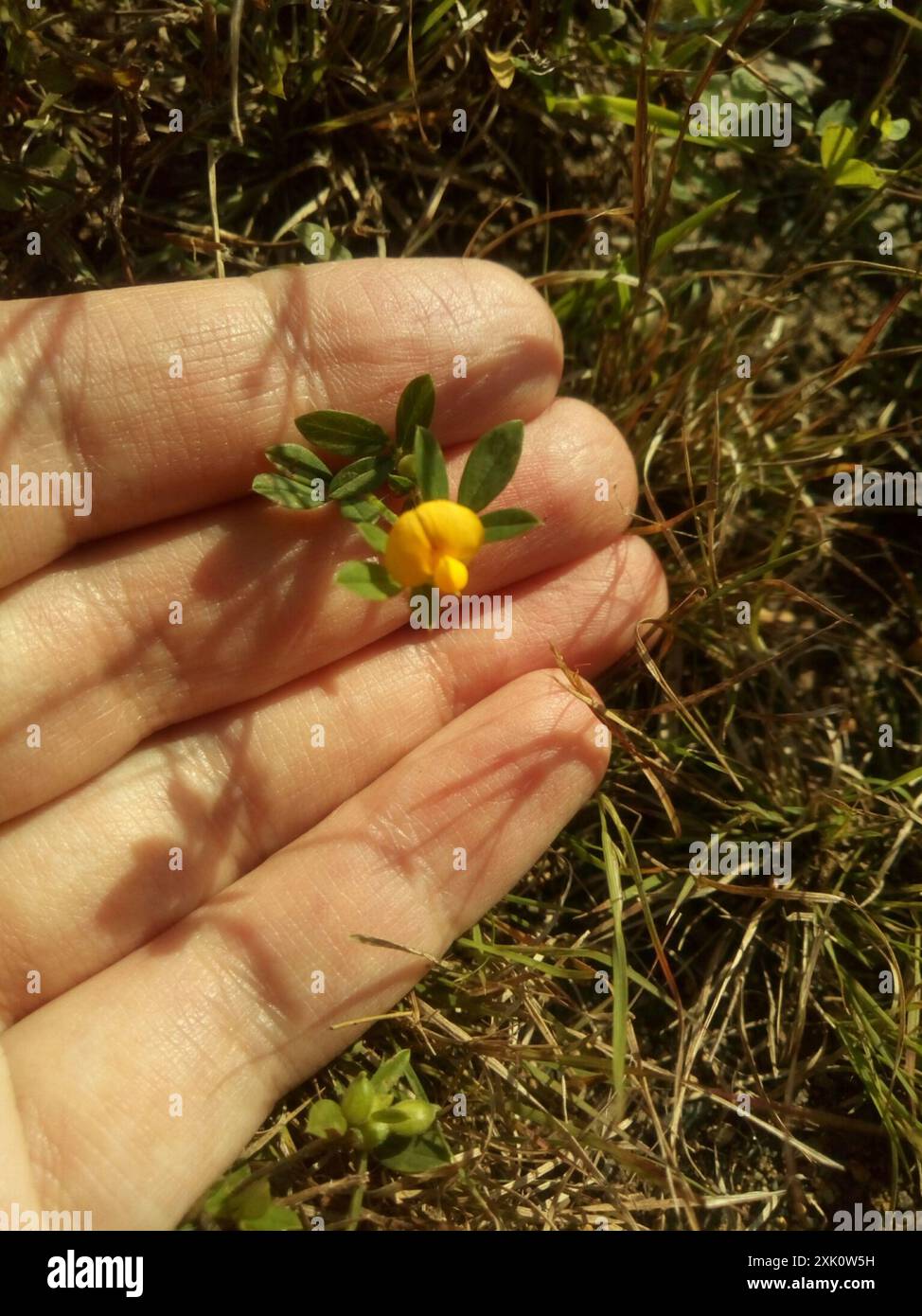 sidebeak pencilflower (Stylosanthes biflora) Plantae Stock Photo - Alamy