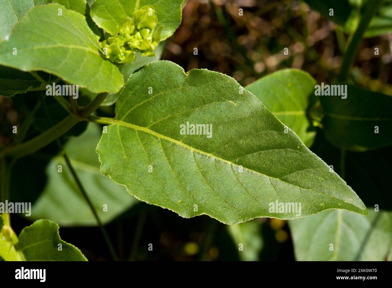 Wild Four o'Clock (Mirabilis nyctaginea) Plantae Stock Photo - Alamy