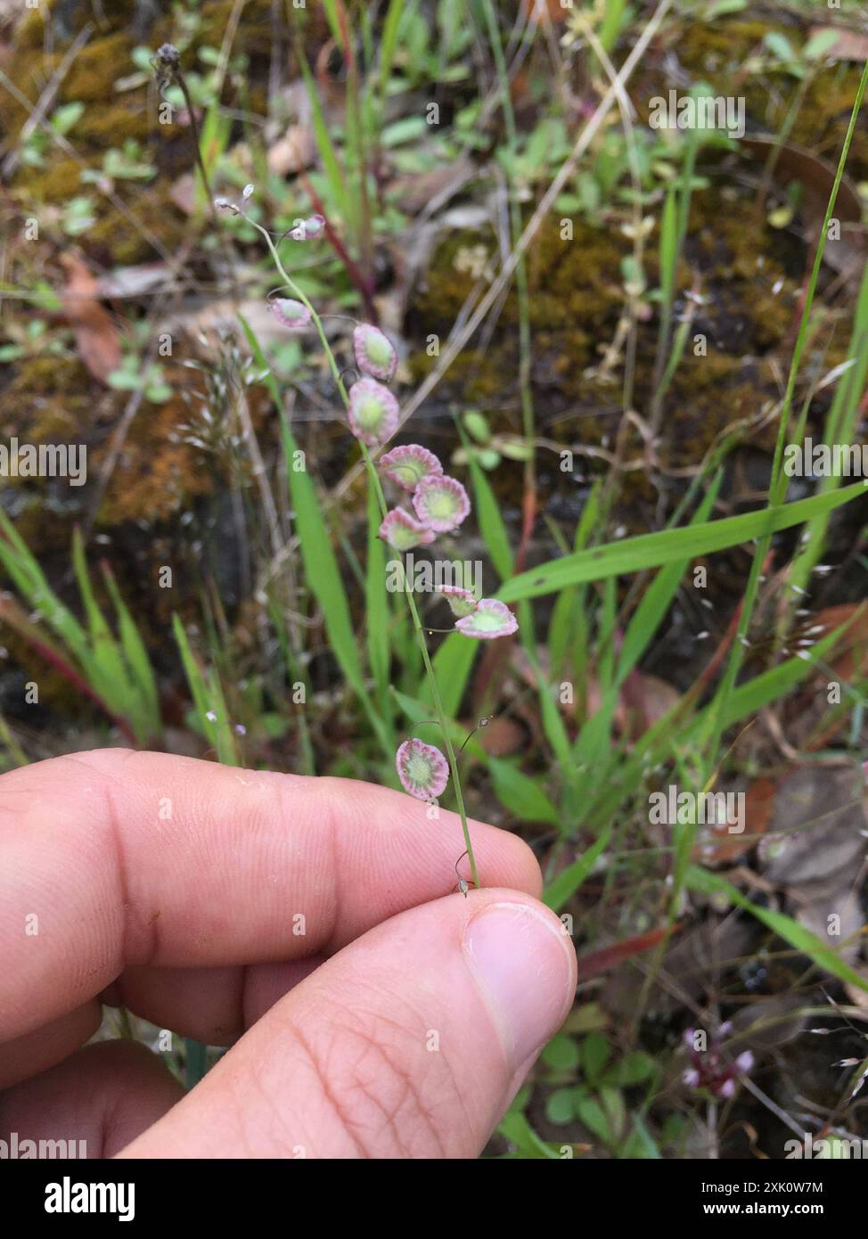 sand fringepod (Thysanocarpus curvipes) Plantae Stock Photo - Alamy