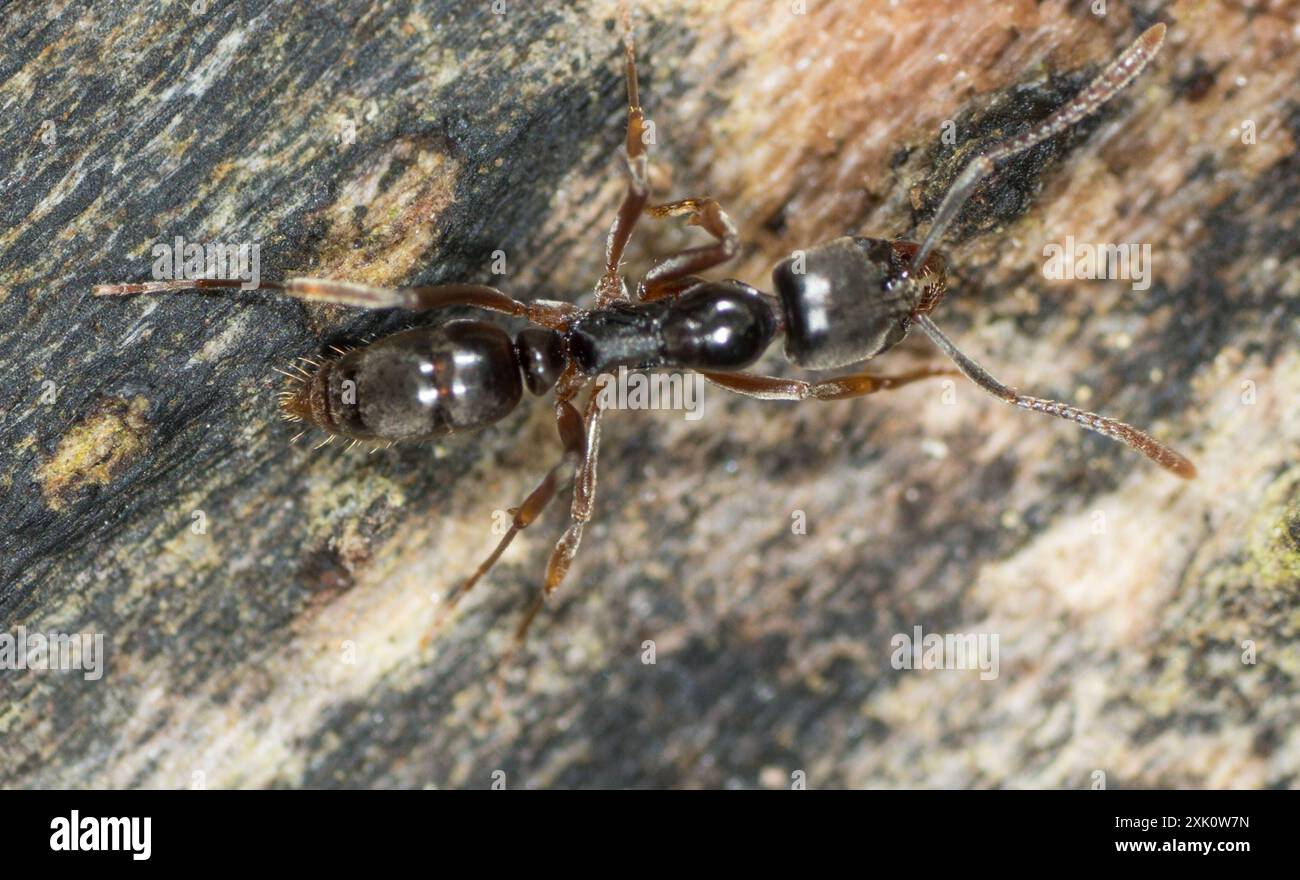Brachyponera chinensis hi-res stock photography and images - Alamy