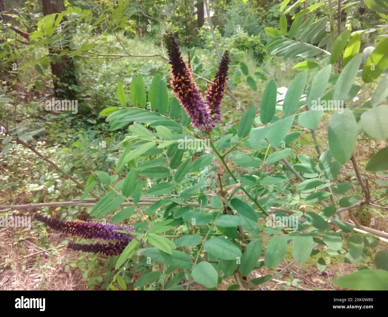 false indigo bush (Amorpha fruticosa) Plantae Stock Photo - Alamy