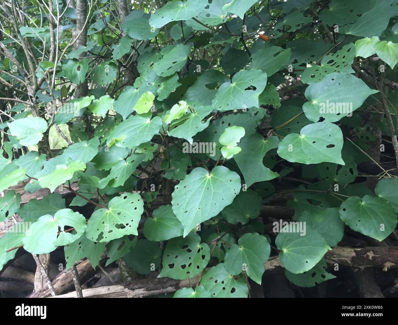 Kawakawa (Piper excelsum excelsum) Plantae Stock Photo - Alamy