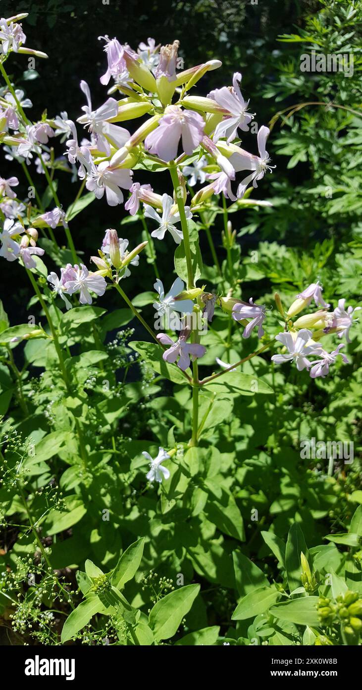 common soapwort (Saponaria officinalis) Plantae Stock Photo - Alamy