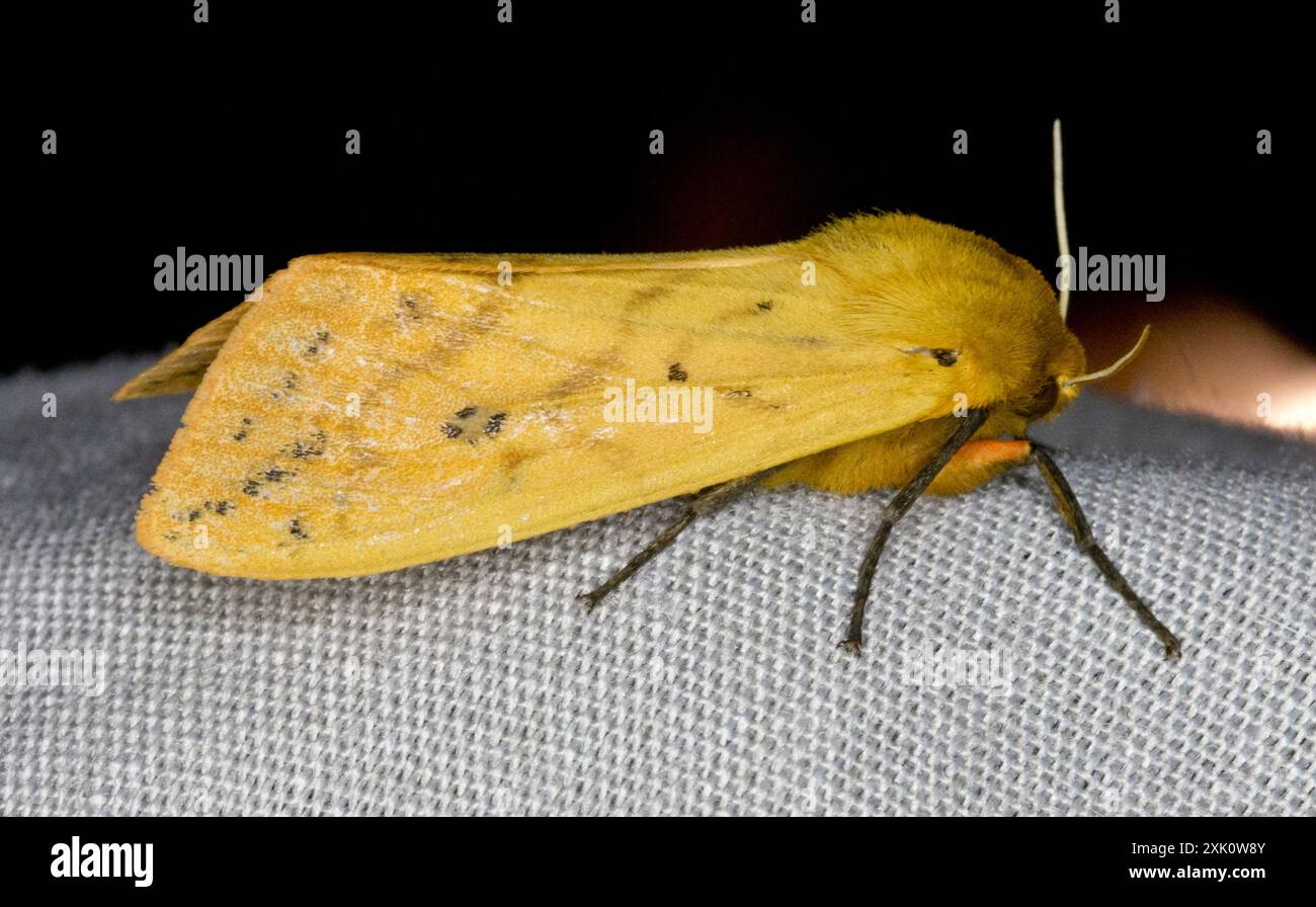 Isabella Tiger Moth (Pyrrharctia isabella) Insecta Stock Photo - Alamy