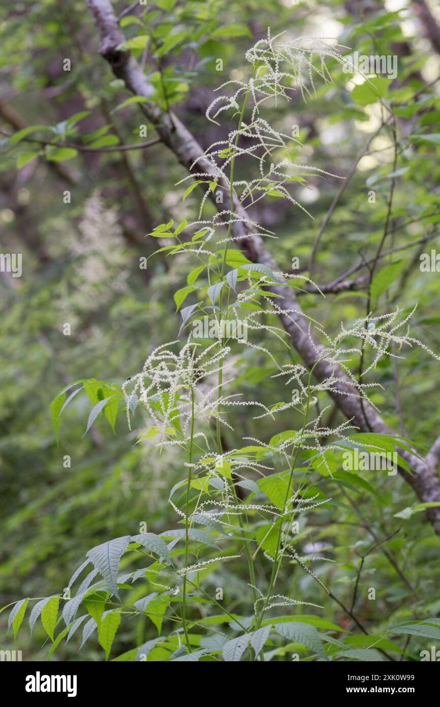 Goatsbeard (Aruncus dioicus) Plantae Stock Photo - Alamy
