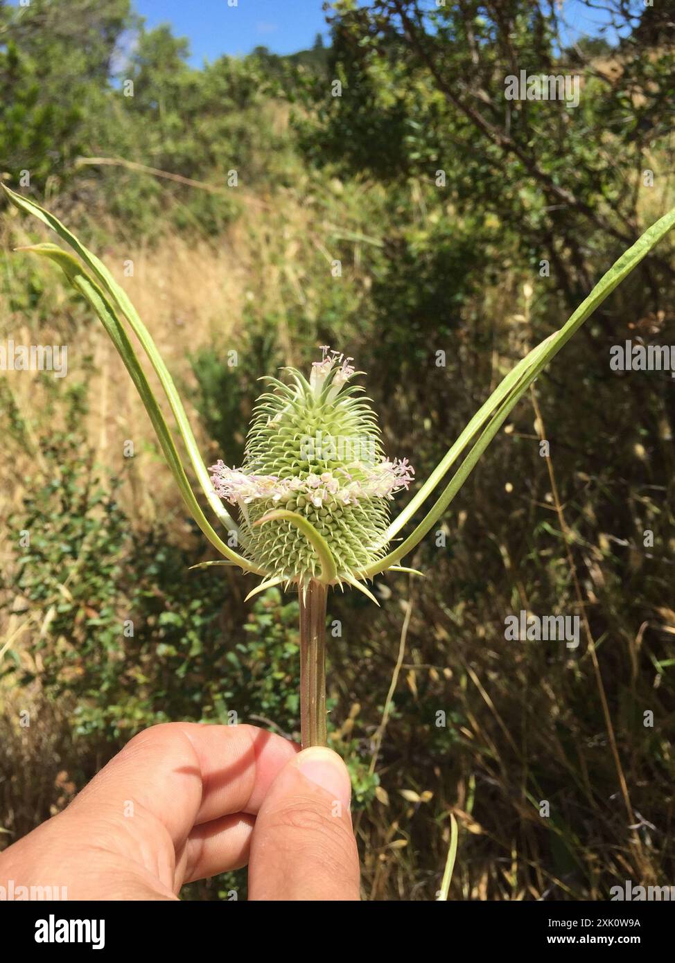 fuller's teasel (Dipsacus sativus) Plantae Stock Photo - Alamy