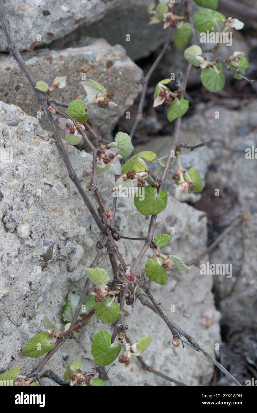 mustang grape (Vitis mustangensis) Plantae Stock Photo - Alamy