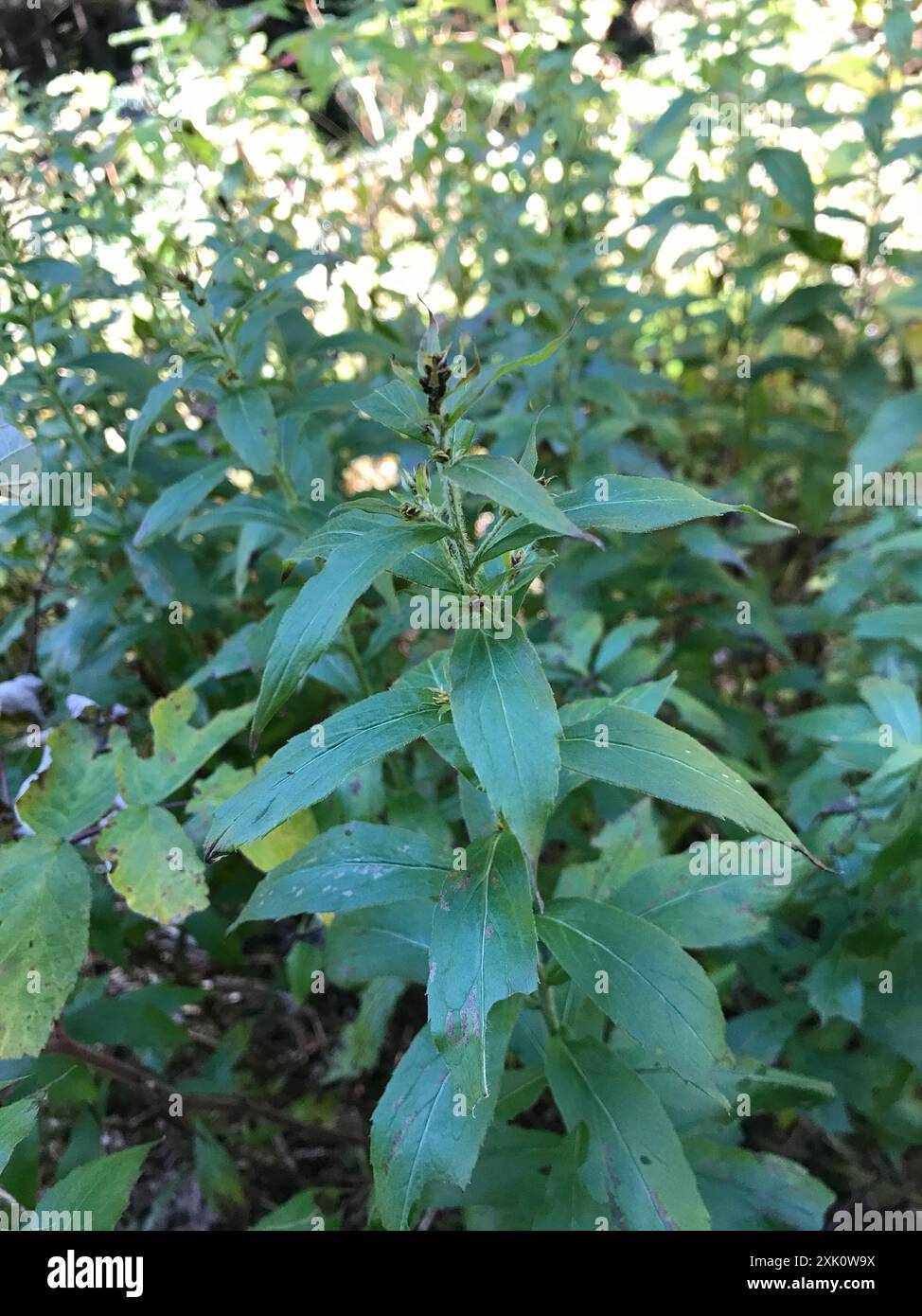 common wrinkle-leaved goldenrod (Solidago rugosa) Plantae Stock Photo ...